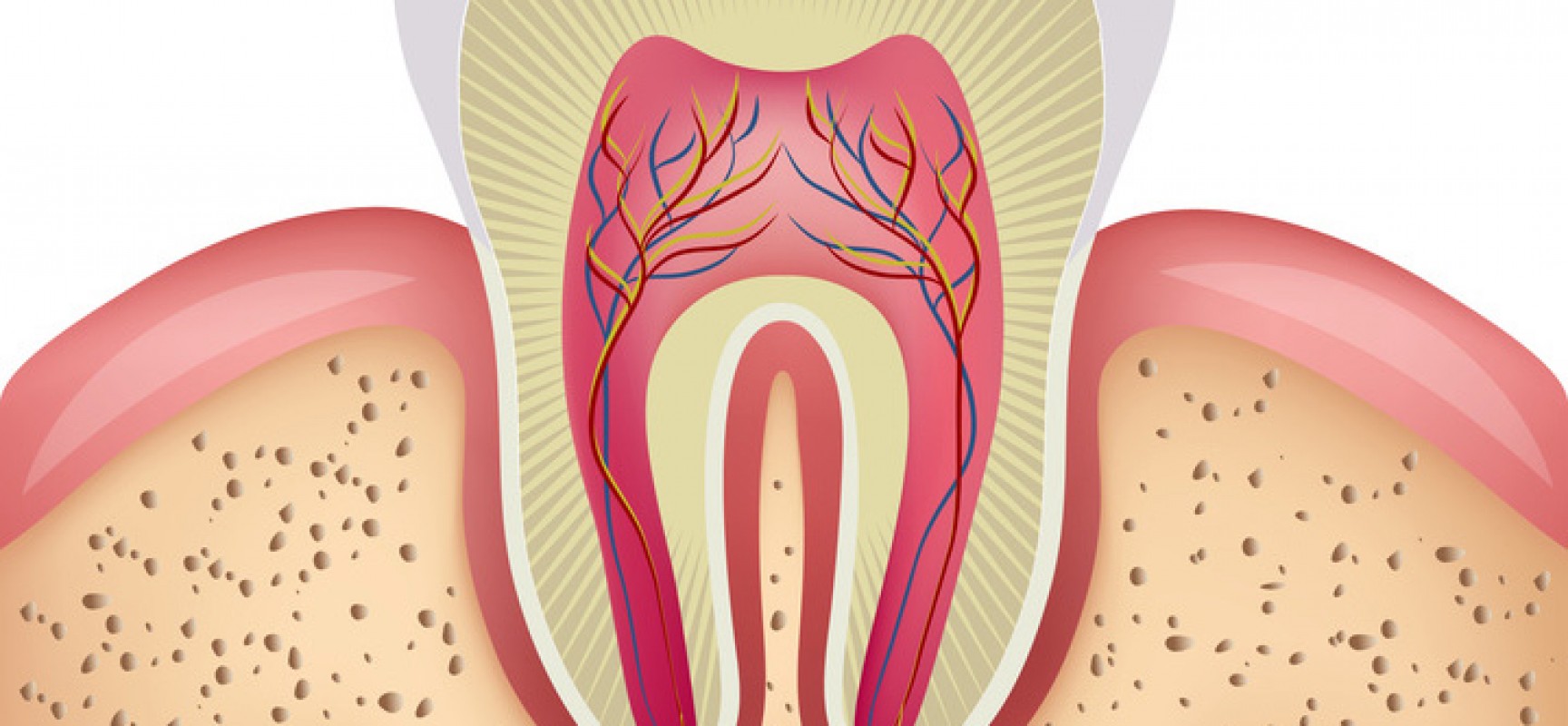 Pourquoi conserver la vitalité pulpaire ? | Dentagora